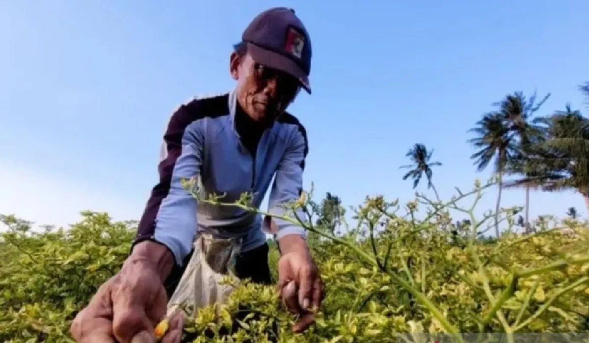 Penurunan Harga Cabai Rawit Merah di Situbondo, Kini Hanya Rp40.000/kg | Jatim.News